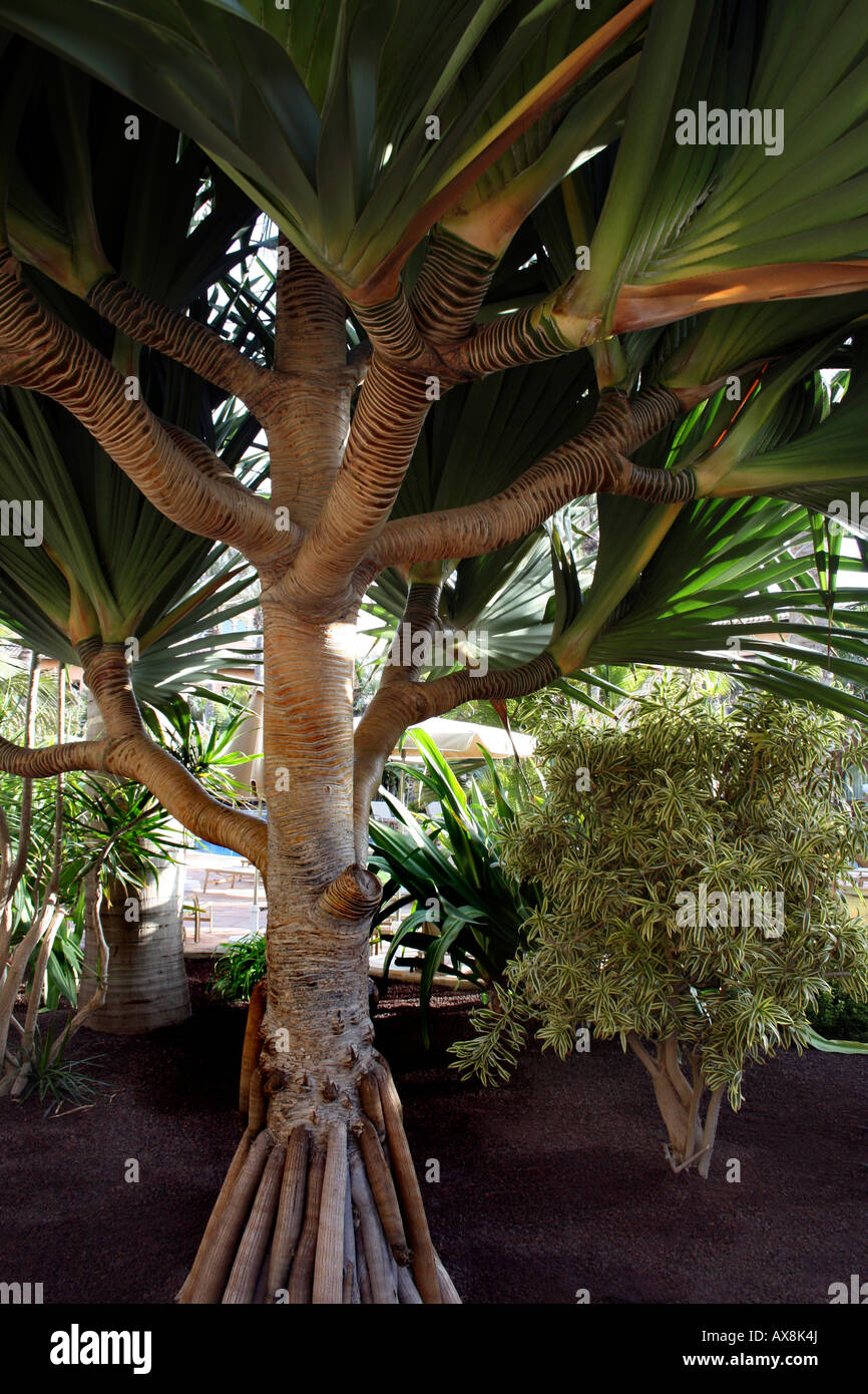 Exotic palm tree in Corralejo Fuerteventura landscaped tropical garden ...