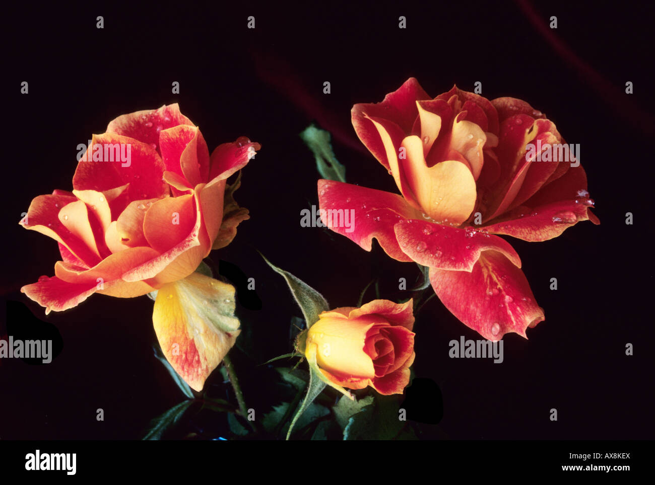 three red roses arrangement still life floral botanical flora flower ...