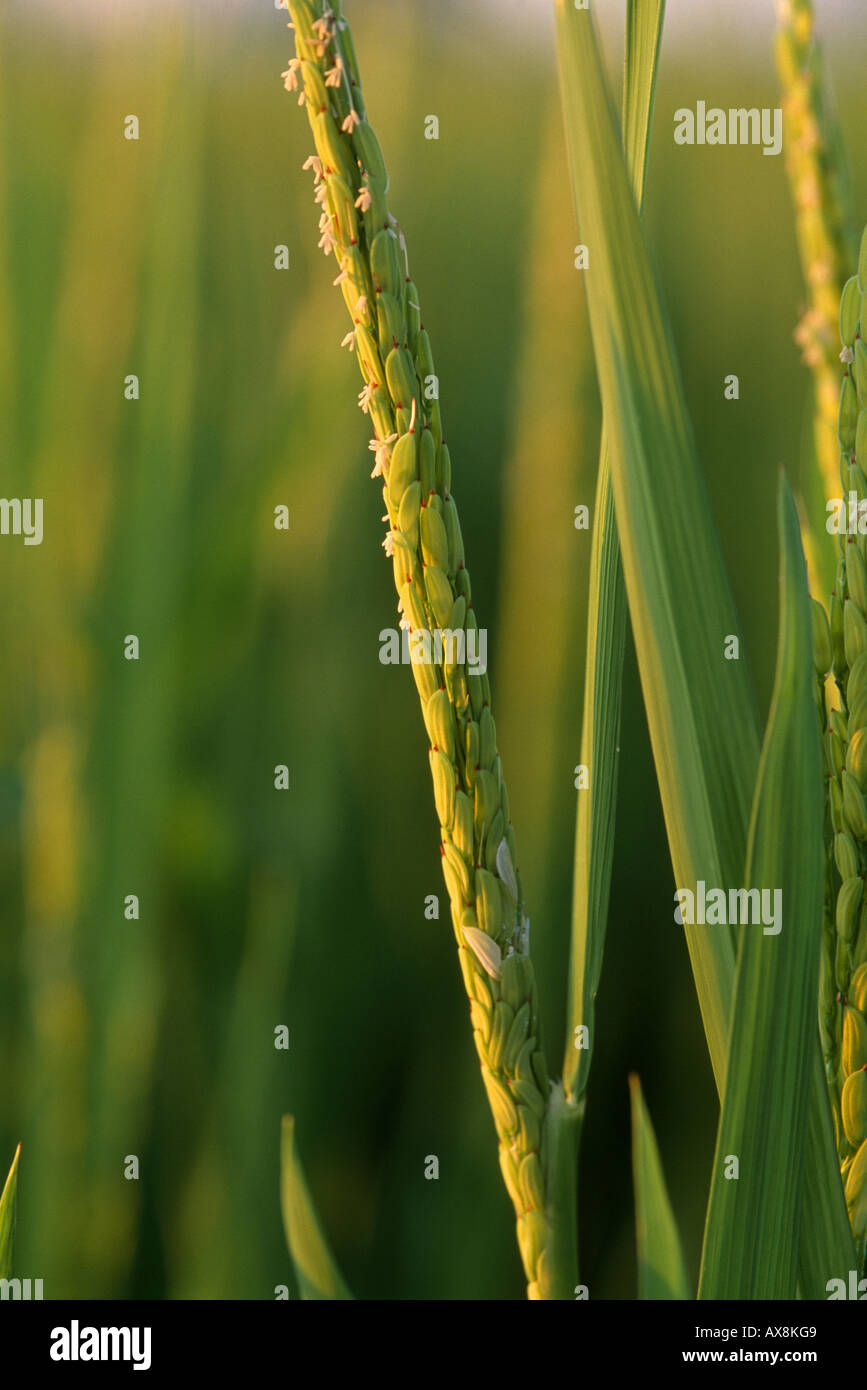 Rice farming arkansas hi-res stock photography and images - Alamy