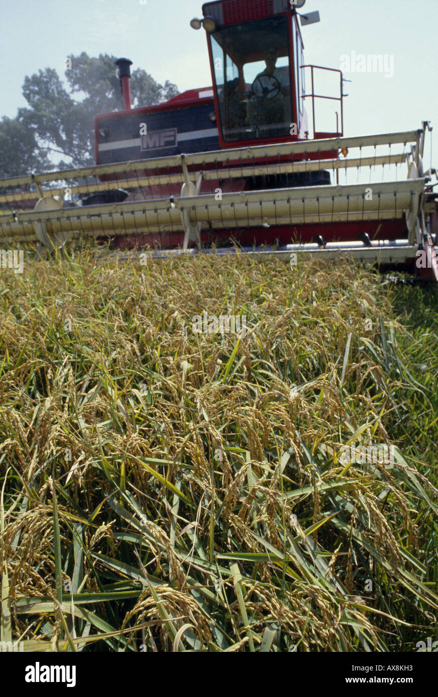 Arkansas rice hi-res stock photography and images - Alamy