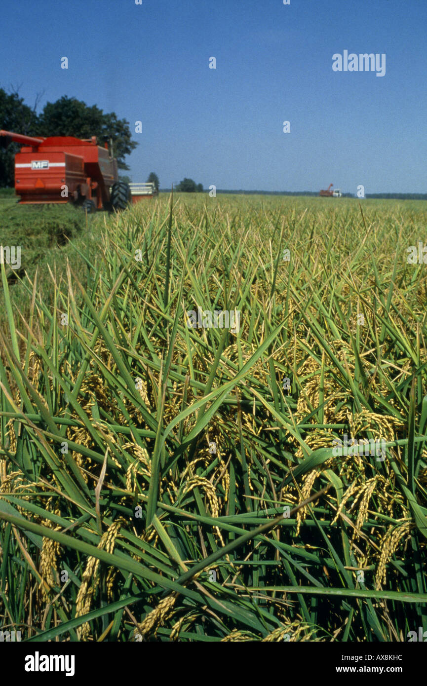 COMBINING MARS RICE ARKANSAS Stock Photo - Alamy
