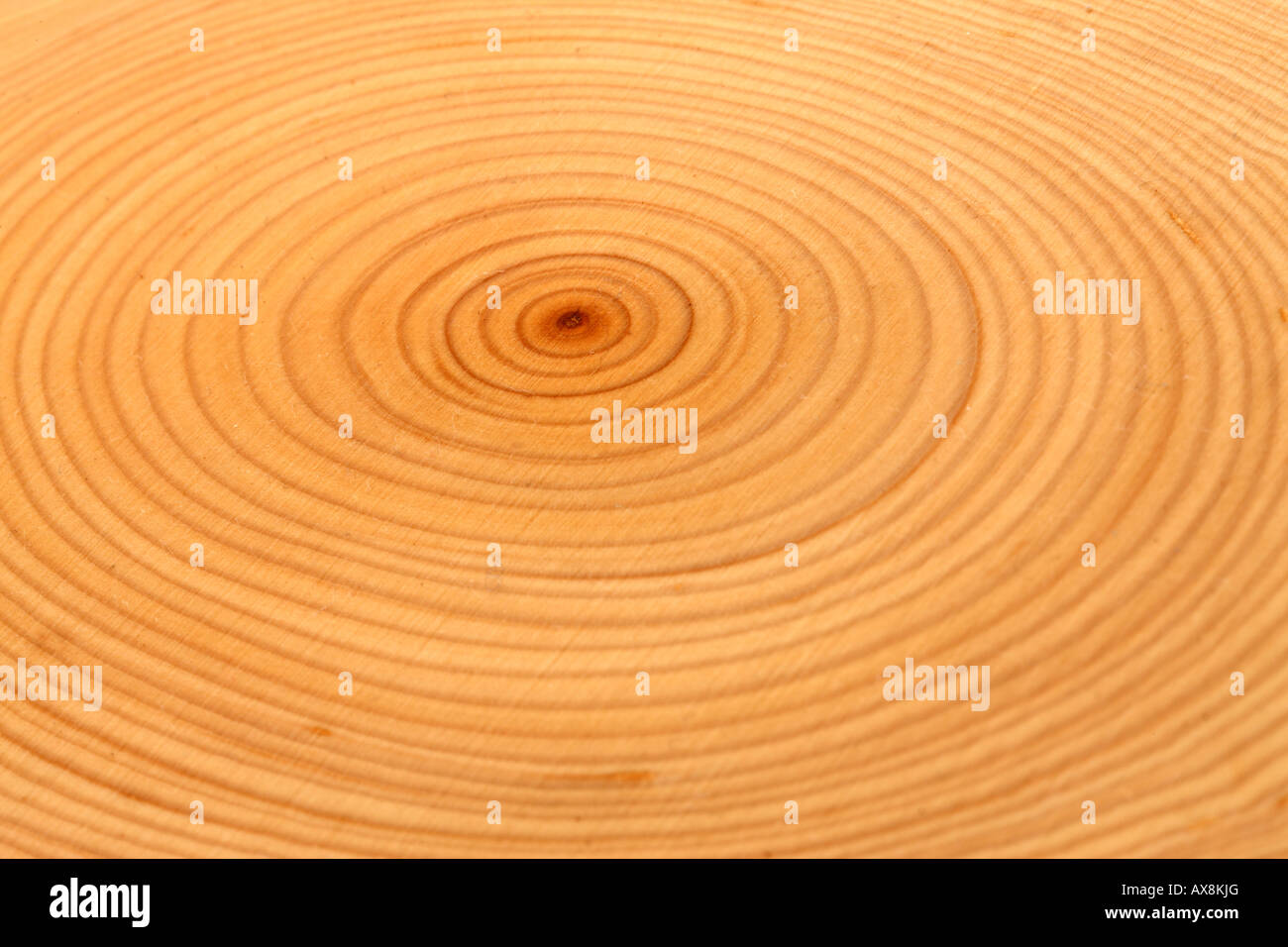 Close up of cut tree showing rings Stock Photo - Alamy