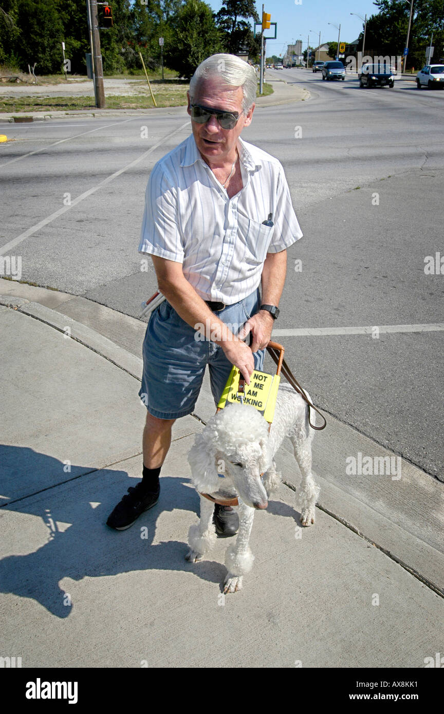 Blind man crosses road with the aid of a seeing eye dog Stock Photo - Alamy
