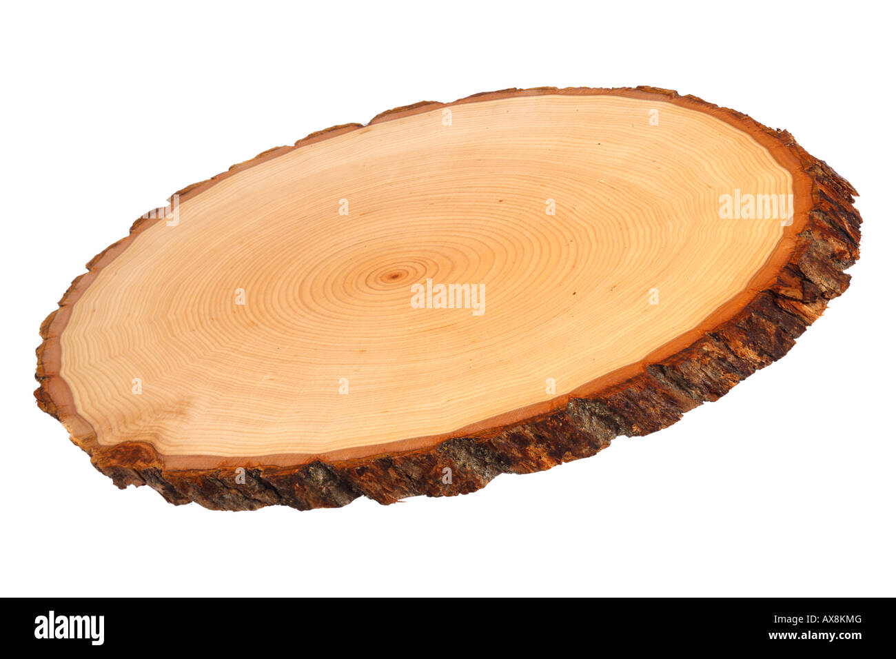 Slice of wood showing tree rings cut out on white background Stock ...