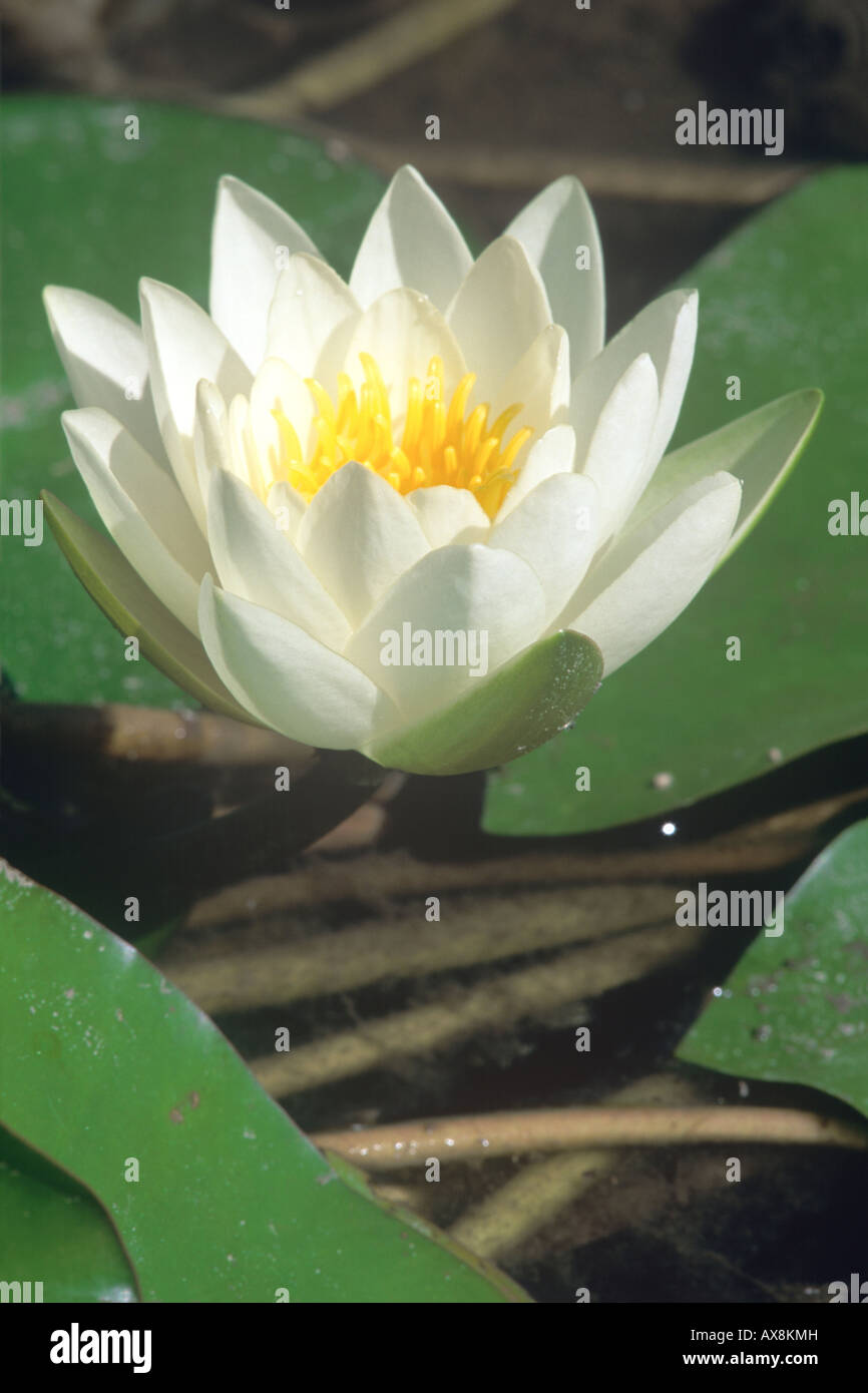 White Water Lily (Nymphaea alba Stock Photo - Alamy