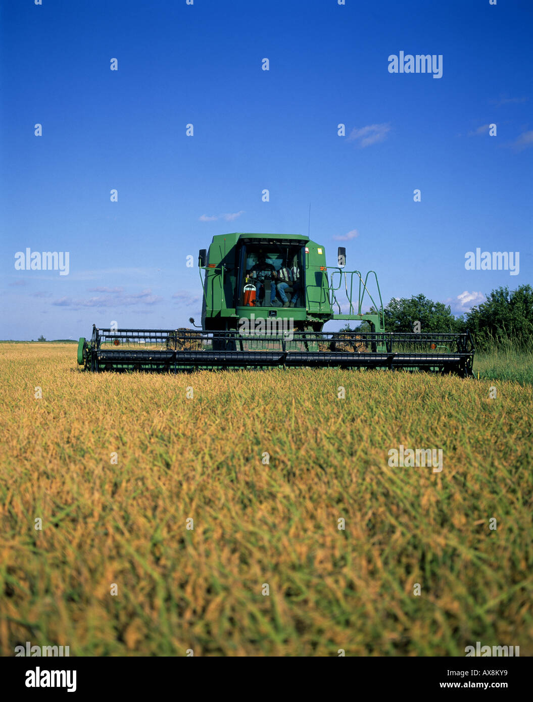 Louisiana rice harvesting hi-res stock photography and images - Alamy