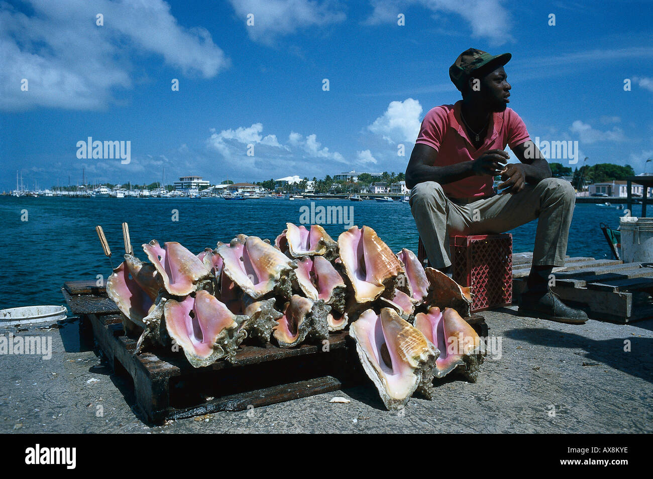 Nassau shell hi-res stock photography and images - Alamy
