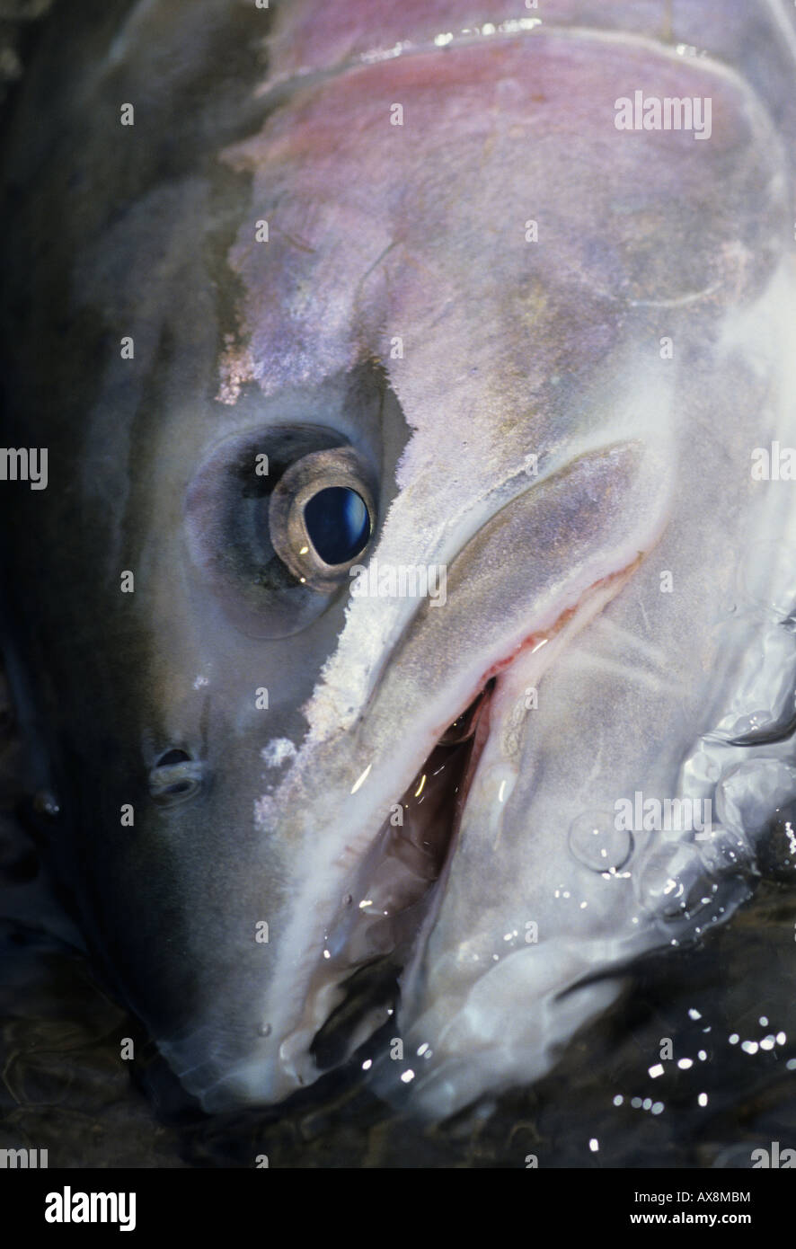 Close up of steelhead Bulkley river BC Stock Photo - Alamy