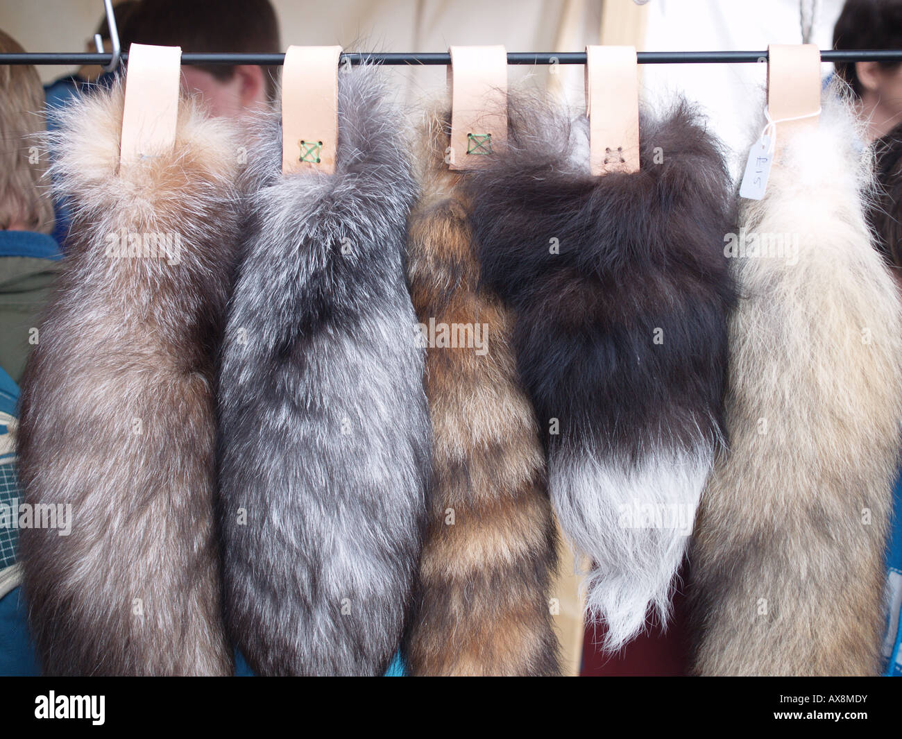various fox fur pelts skins tanned hanging white Stock Photo - Alamy