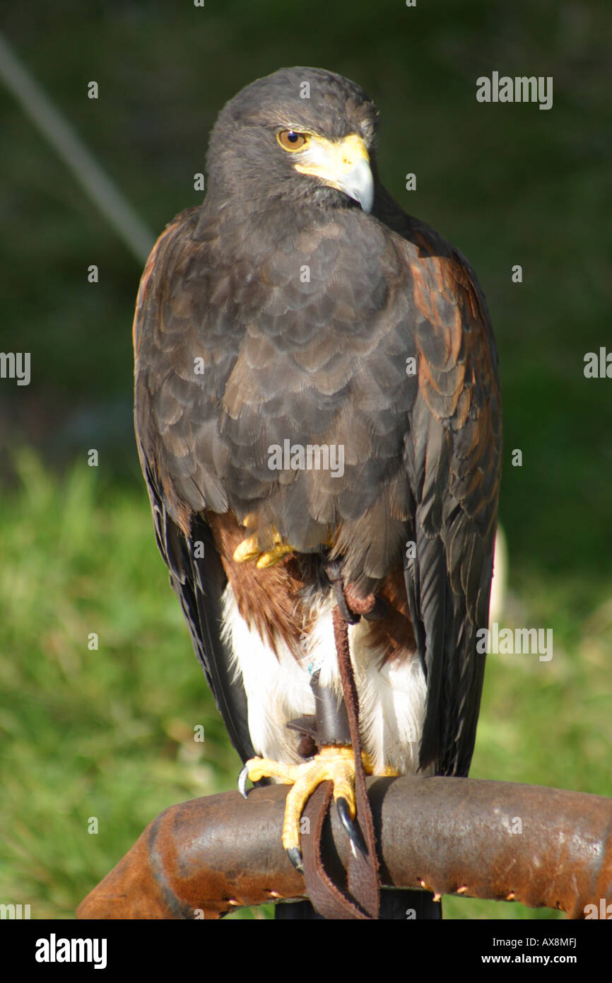 perch american harris hawk falcon raptor falconry Stock Photo - Alamy