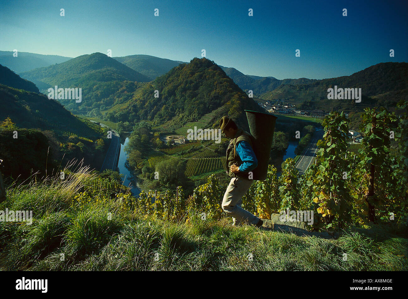 Vintage in Ahrtal near Mayschoss, Eifel, Rheinland Pfalz Germany Stock ...