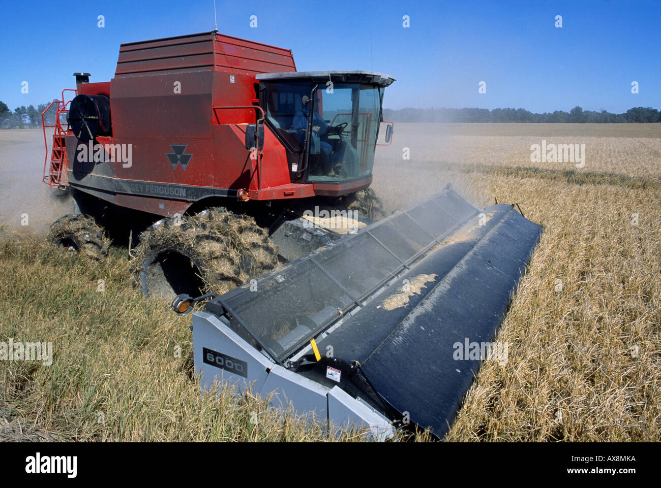 HARVESTING FIELD OF HIGH YIELD RICE IN EXCELLENT CONDITION USING MASSEY ...