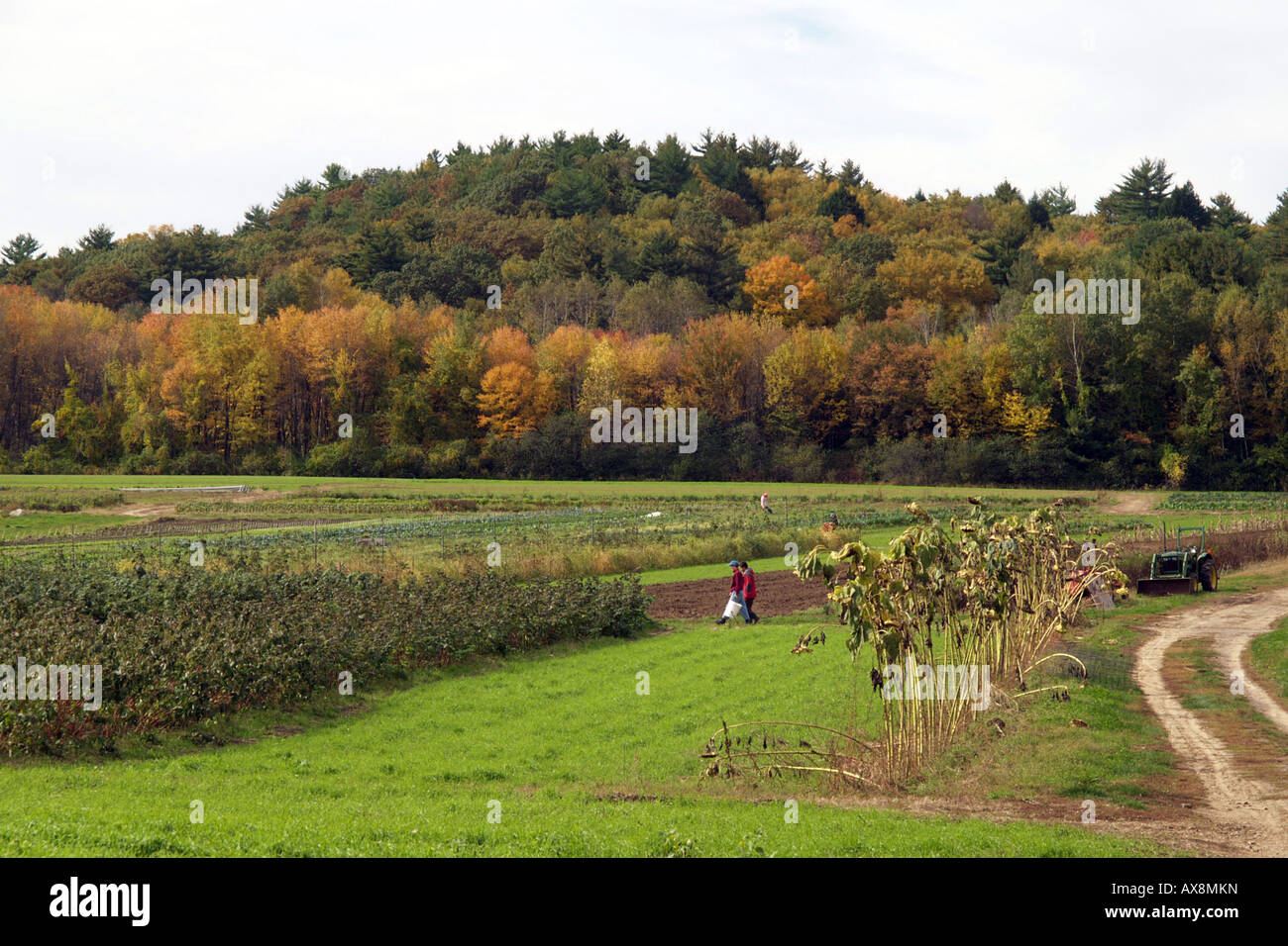 Vegetable Farm in Massachusetts Stock Photo - Alamy