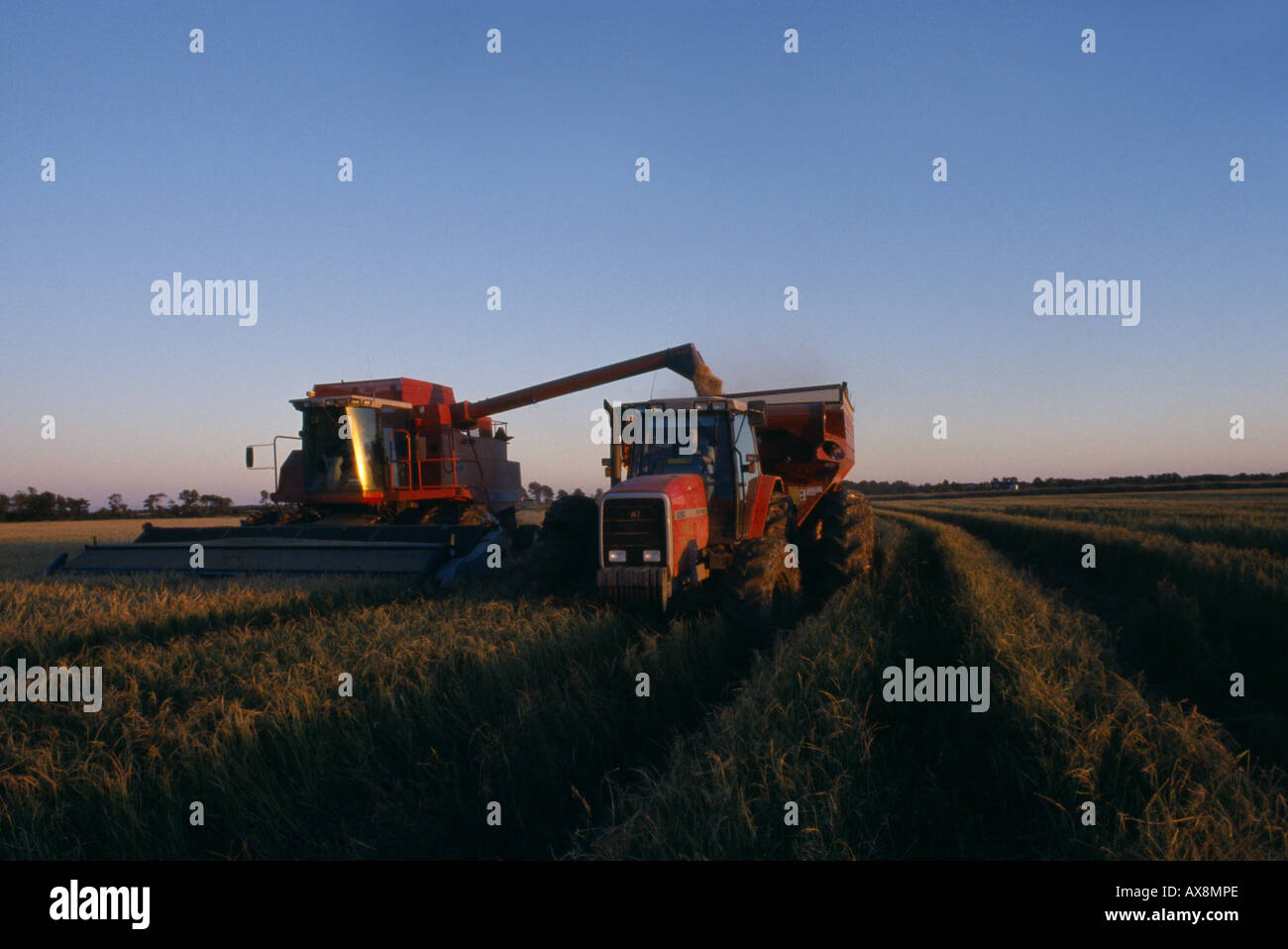 COMBINE UNLOADING RICE INTO GRAIN CART WHILE HARVESTING AN EXAMPLES OF ...