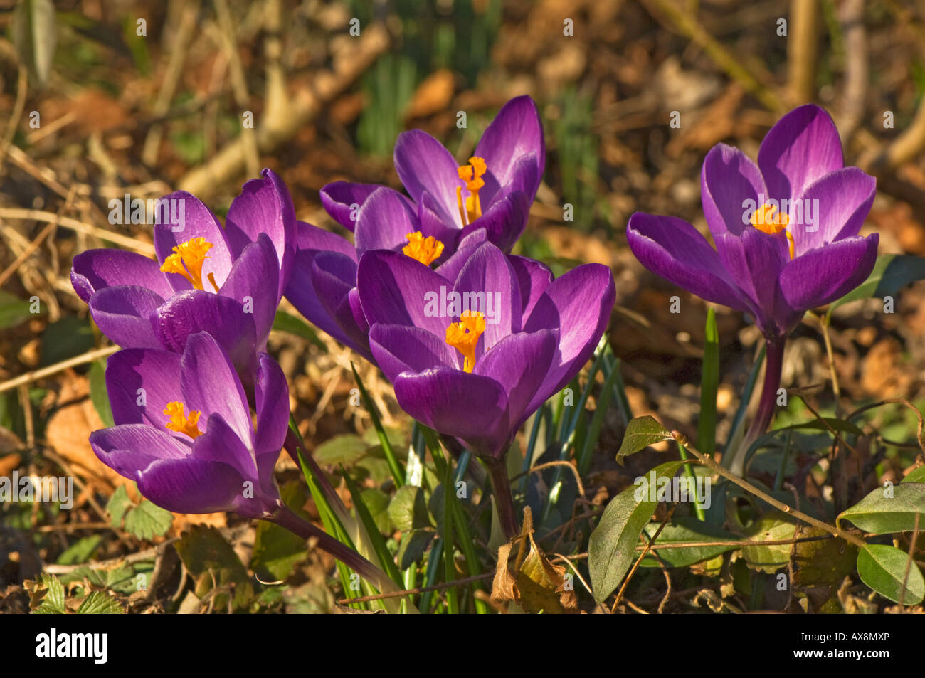 Crocus in spring Stock Photo - Alamy