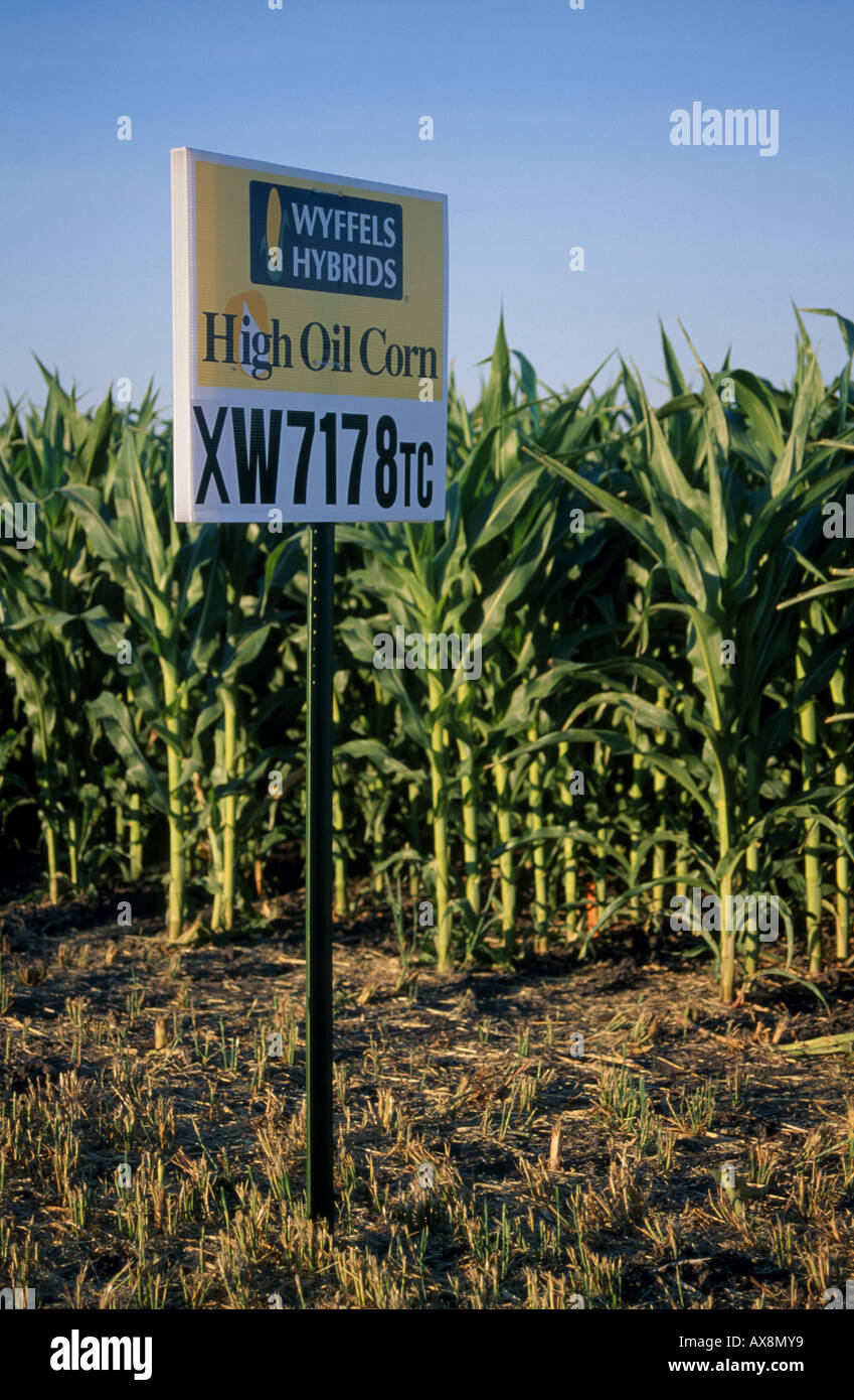 CORN TEST PLOTS WYFFELS HYBRIDS HIGH OIL CORN ILLINOIS Stock Photo - Alamy