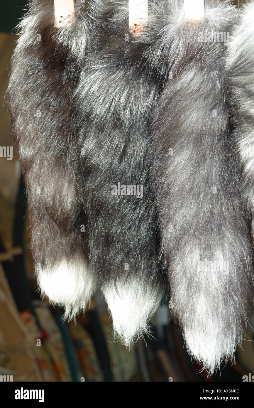 russian silver fox furs pelts hanging skins tanned Stock Photo - Alamy