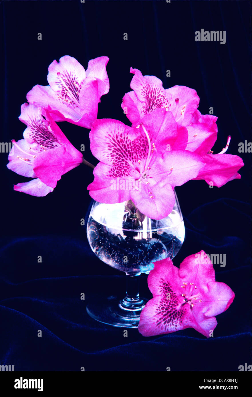 Group portrait of azalea flowers arrangement still life floral ...