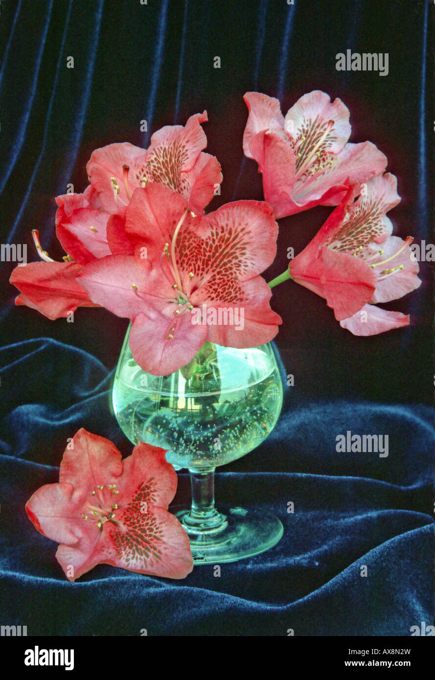 azalea flowers in vase arrangement still life floral botanical flora ...