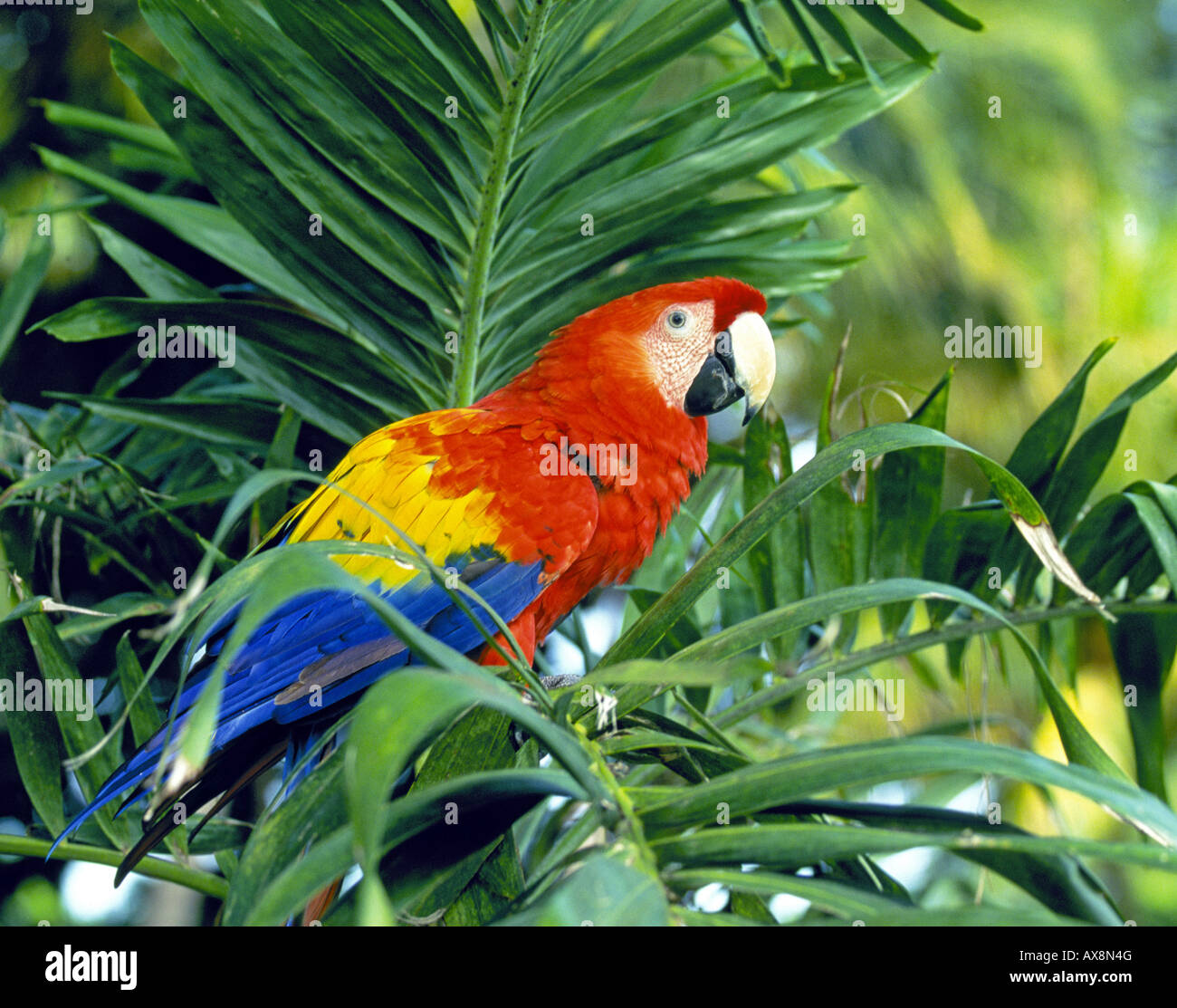 Portrait of a scarlet macaw an endangered bird inhabitant of many of ...