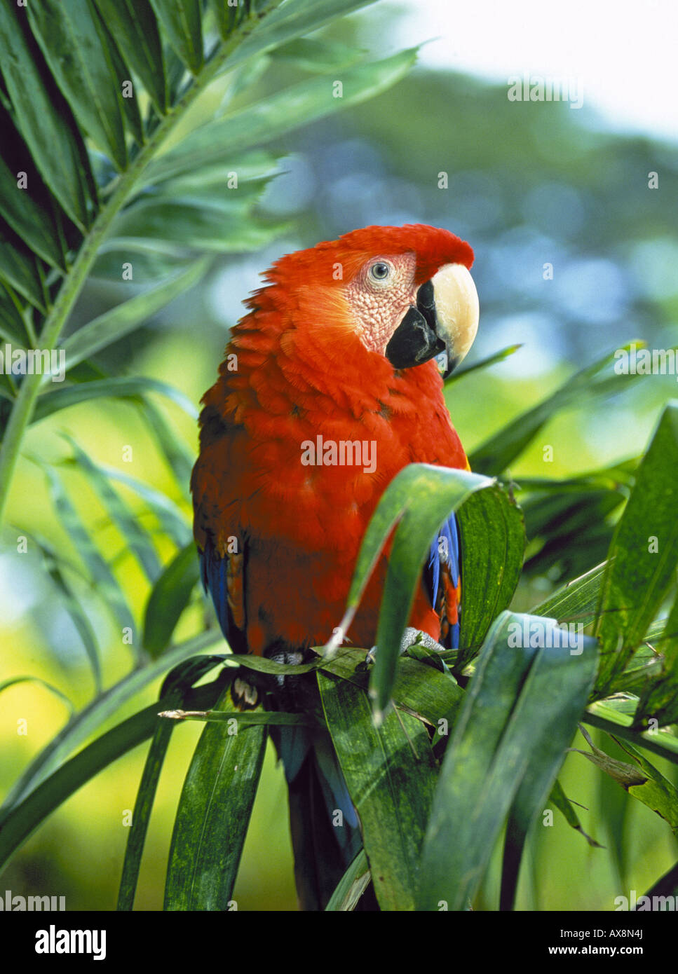 Portrait of a scarlet macaw an endangered bird inhabitant of many of ...