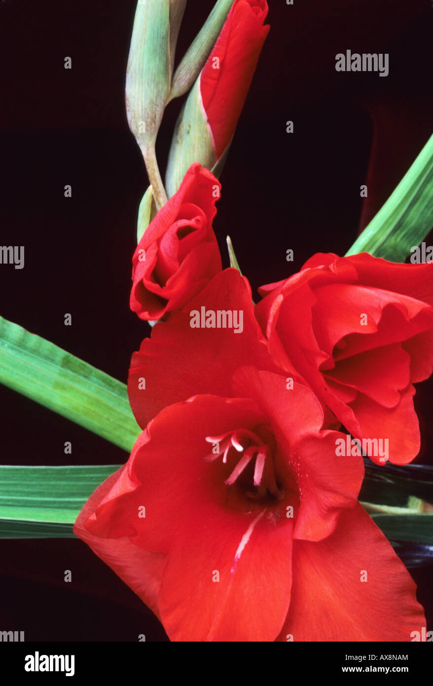 gladiolus close-up arrangement still life floral botanical flora flower ...