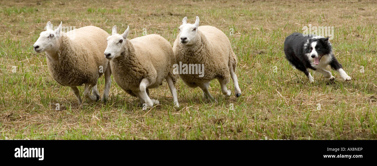 Border Collie rounding up sheep at the Cobble Hill Fall Fair, Cowichan ...