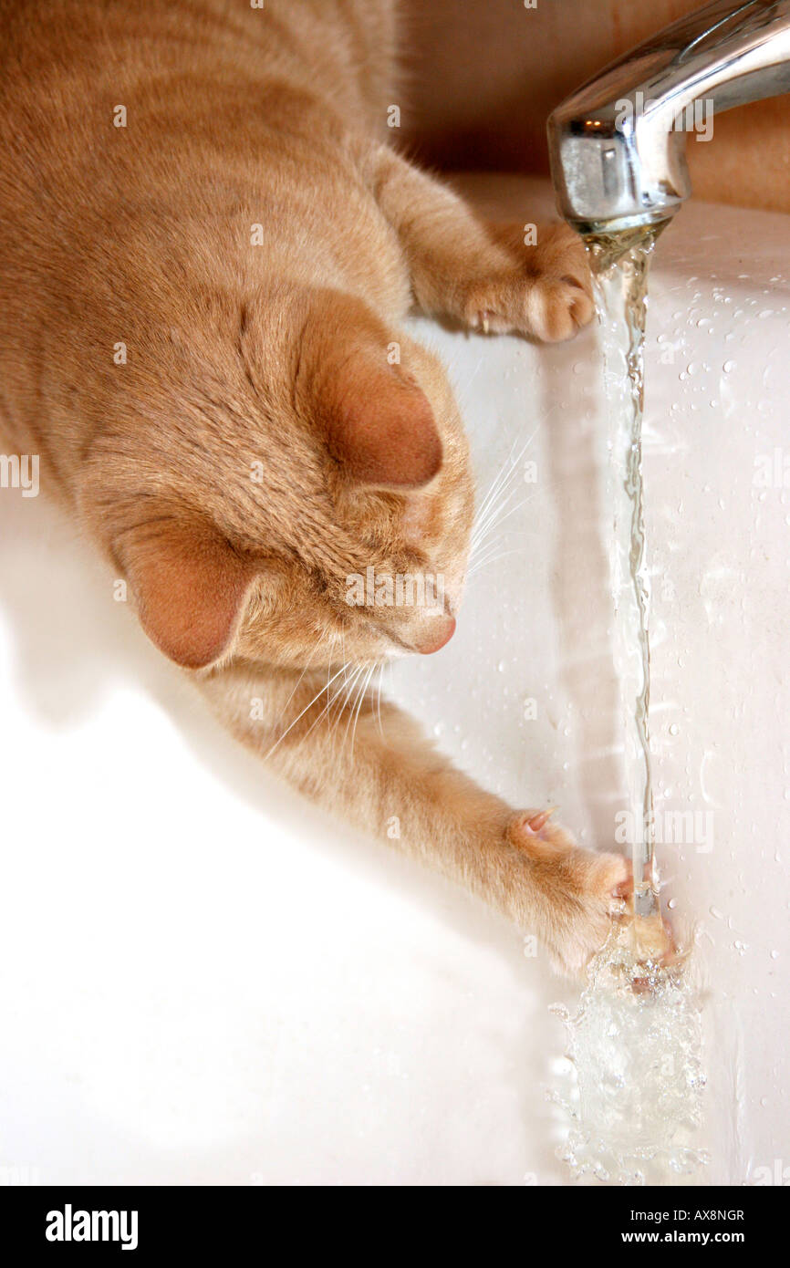 Cat playing with tap water Stock Photo - Alamy