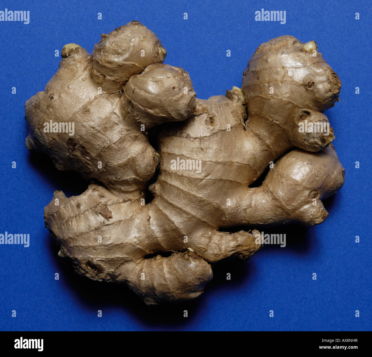 Rhizome hi-res stock photography and images - Alamy