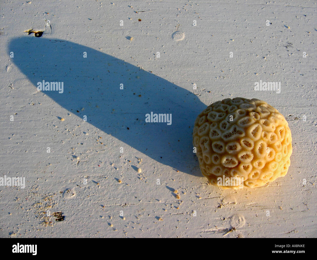 Coral, Round Coral, Carribic Stock Photo - Alamy