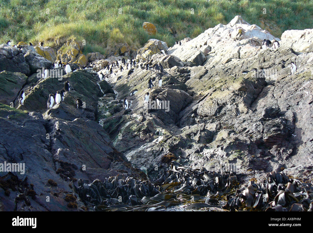 gentoo penguins entering ocean via rocky cliff Stock Photo - Alamy