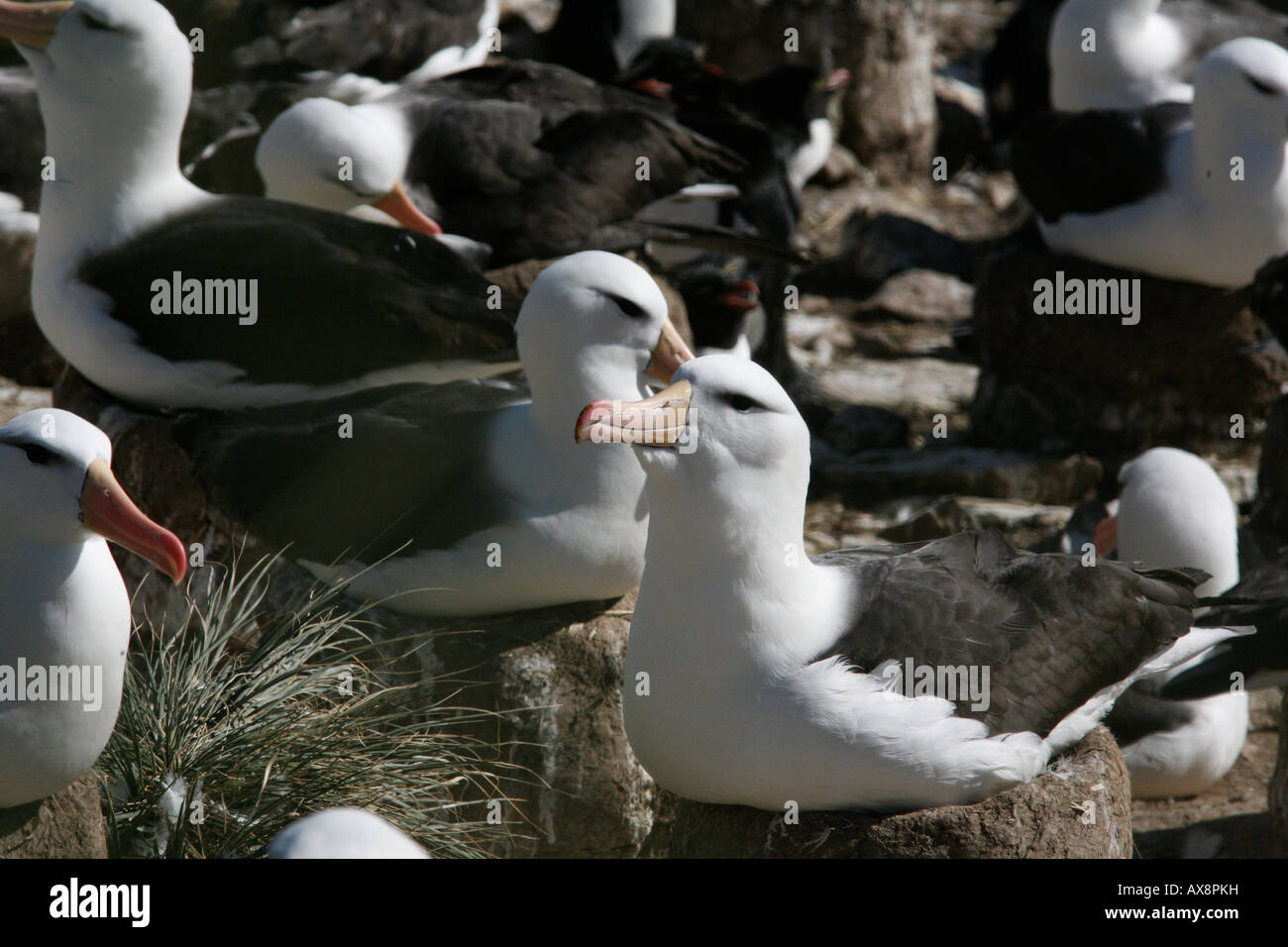 albatross nesting on a beach Stock Photo - Alamy