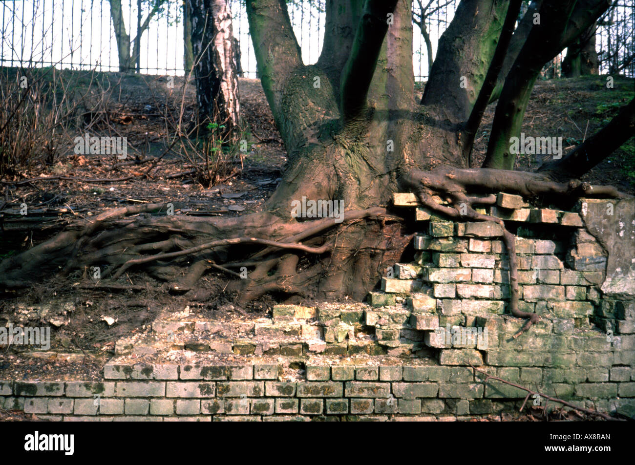 Tree roots growing through brick wall Stock Photo - Alamy