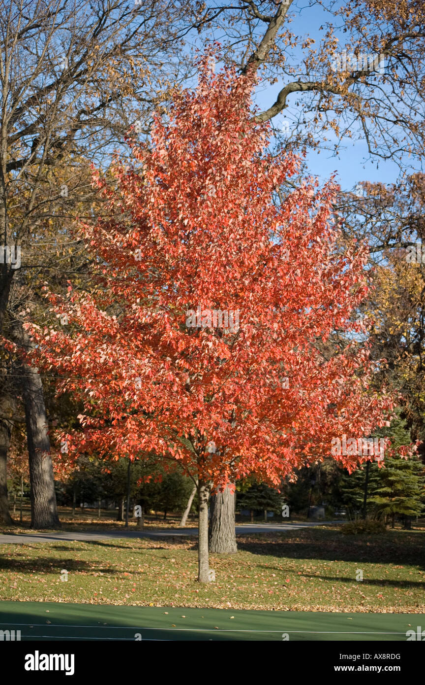 The Fall colour of trees as summer passes & autumn begins, Cedar Lake ...