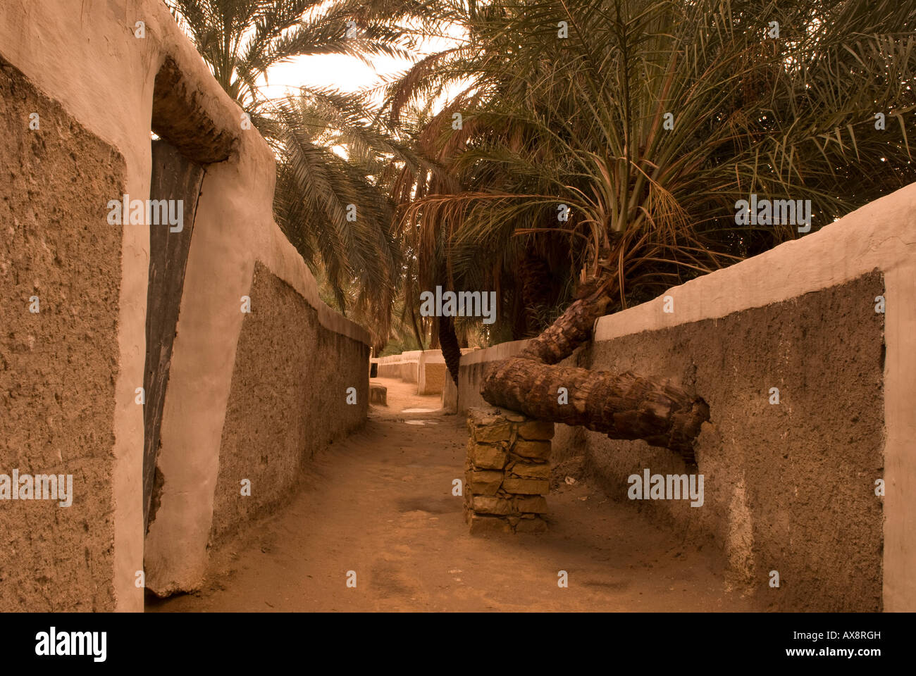 Palm tree growing through the wall of Old City of Ghadames Libya A ...