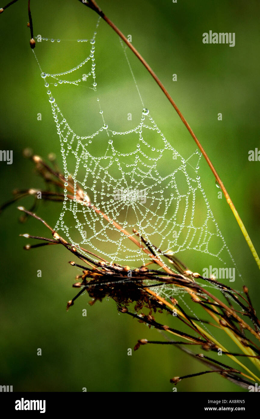 Spiders web in morning dew Stock Photo - Alamy