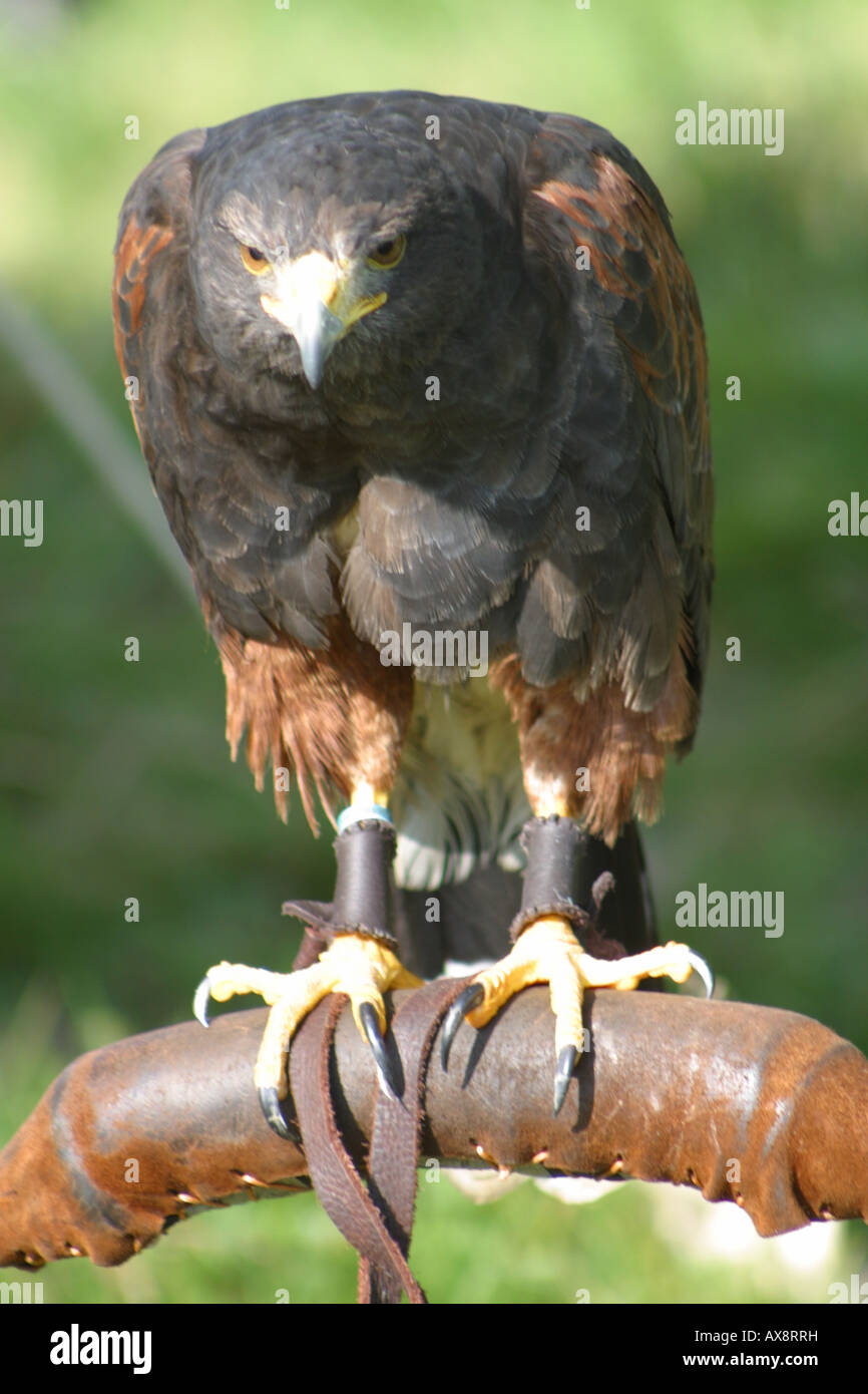 American harris hawk falconry perch hi-res stock photography and images ...