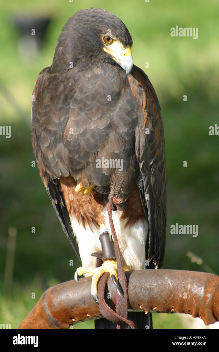American harris hawk falconry perch hi-res stock photography and images ...