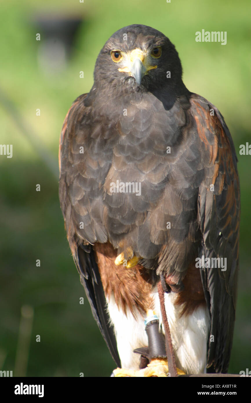 American harris hawk falconry perch hi-res stock photography and images ...