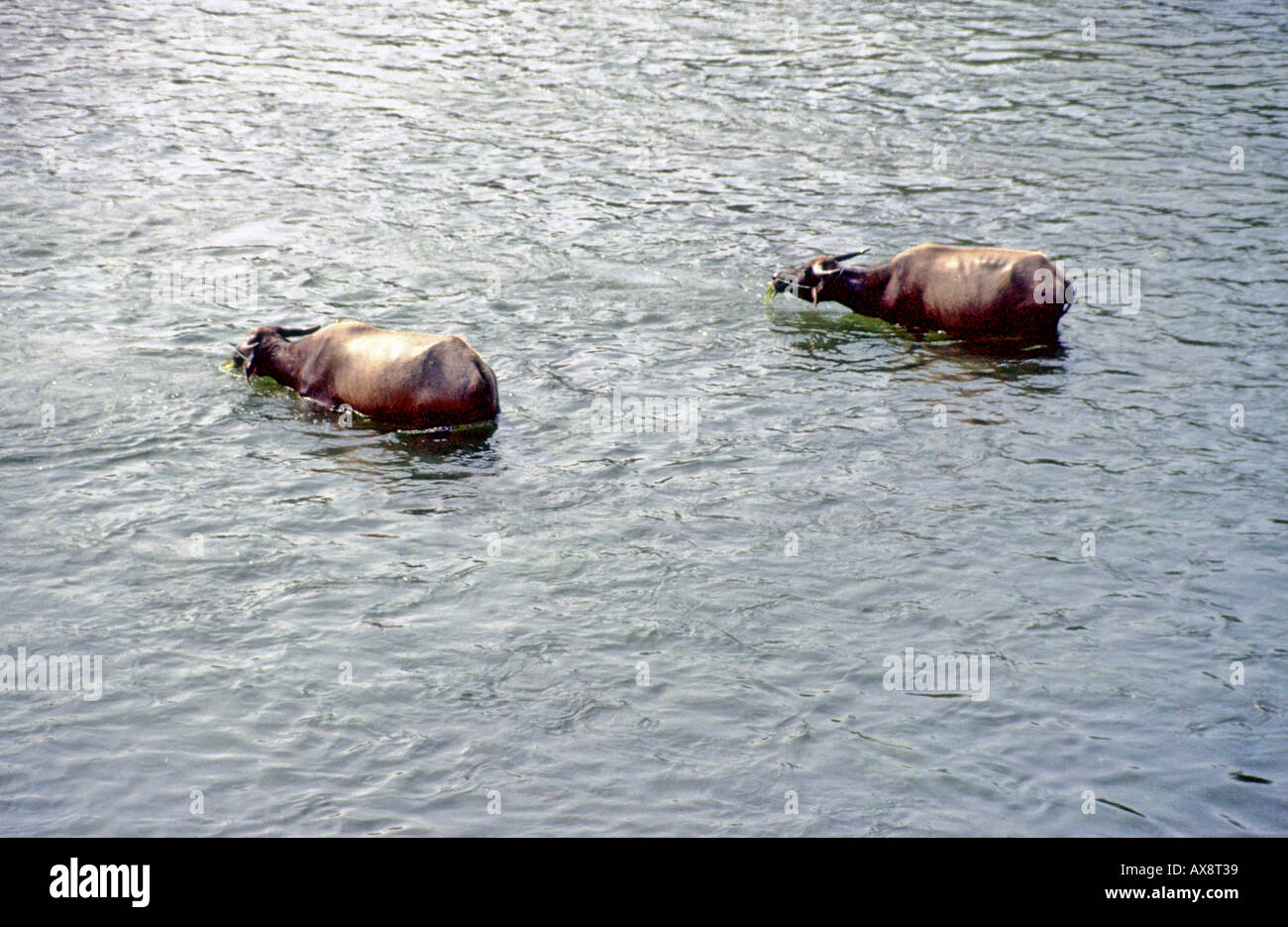 Li river buffalo hi-res stock photography and images - Alamy
