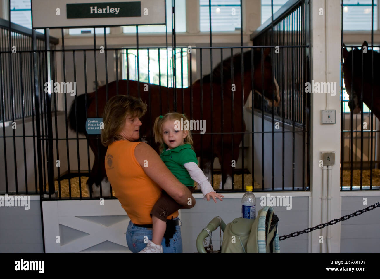 Anheuser Busch's Budweiser Clydesdale Horse at Busch Gardens in Tampa ...