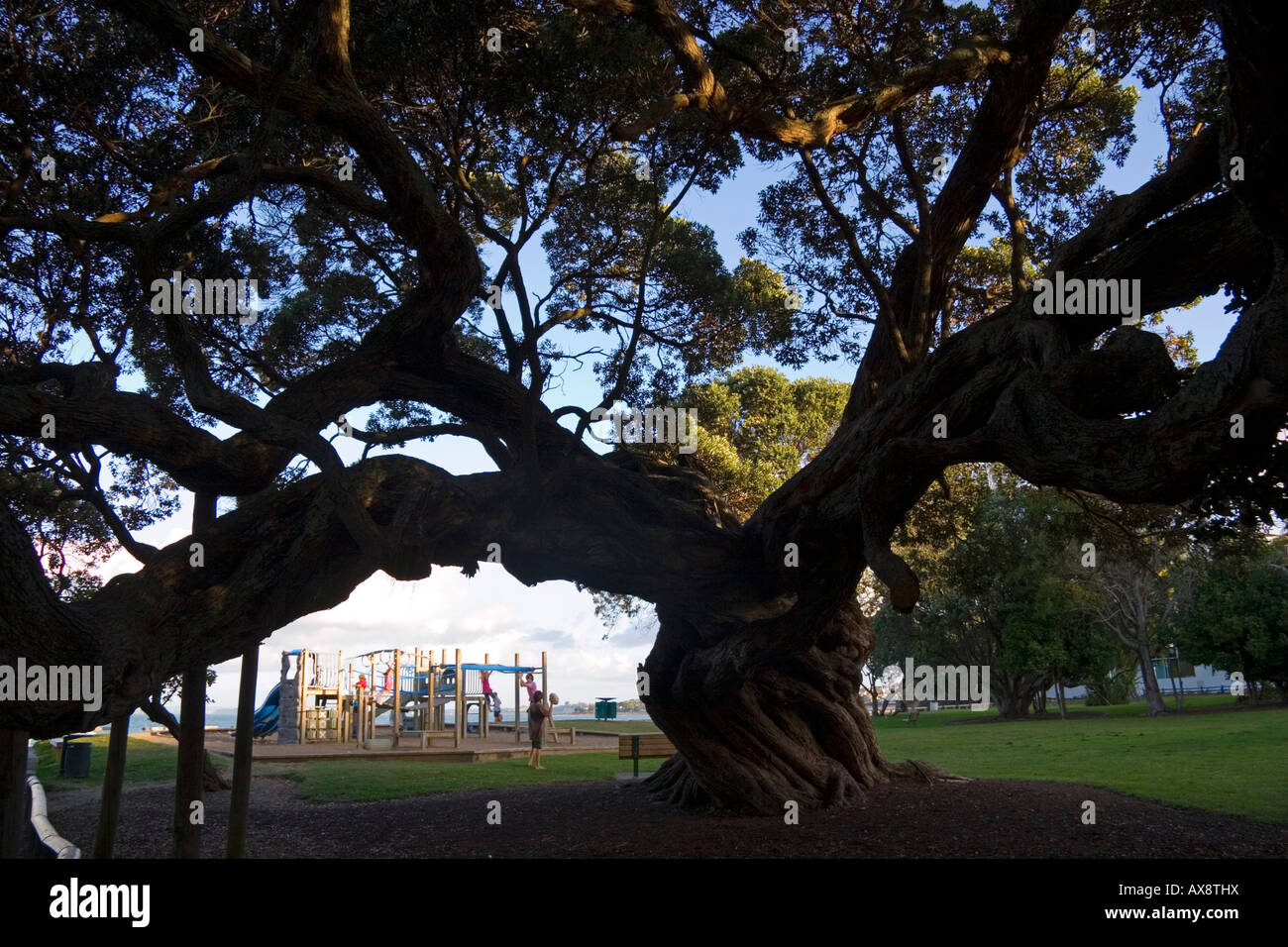 Old tree Auckland New Zealand Stock Photo - Alamy