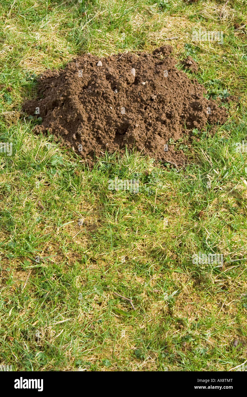 Evidence moles activity tunnel underground hi-res stock photography and ...