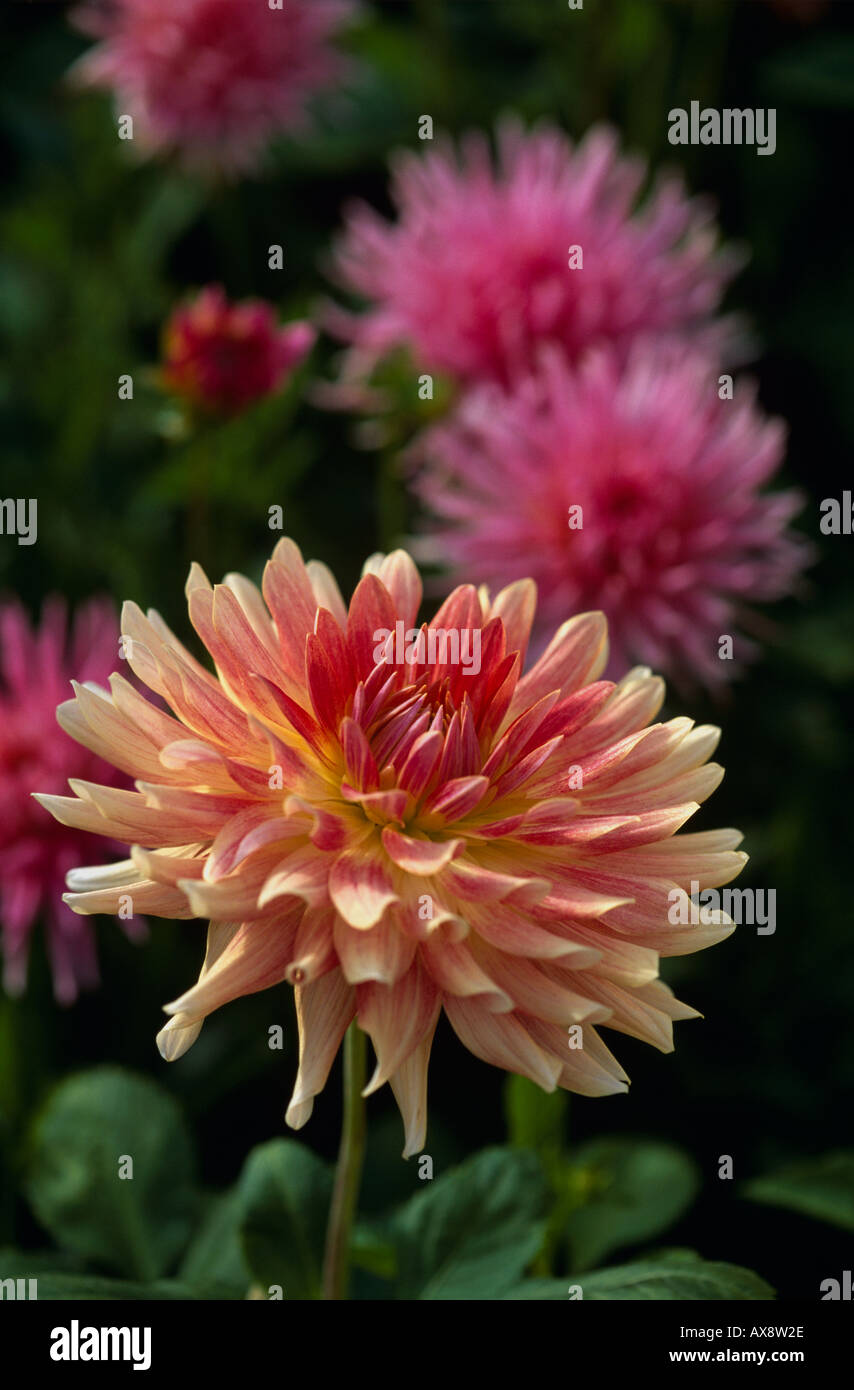 Dahlia 'Tropical Sunset' Stock Photo - Alamy