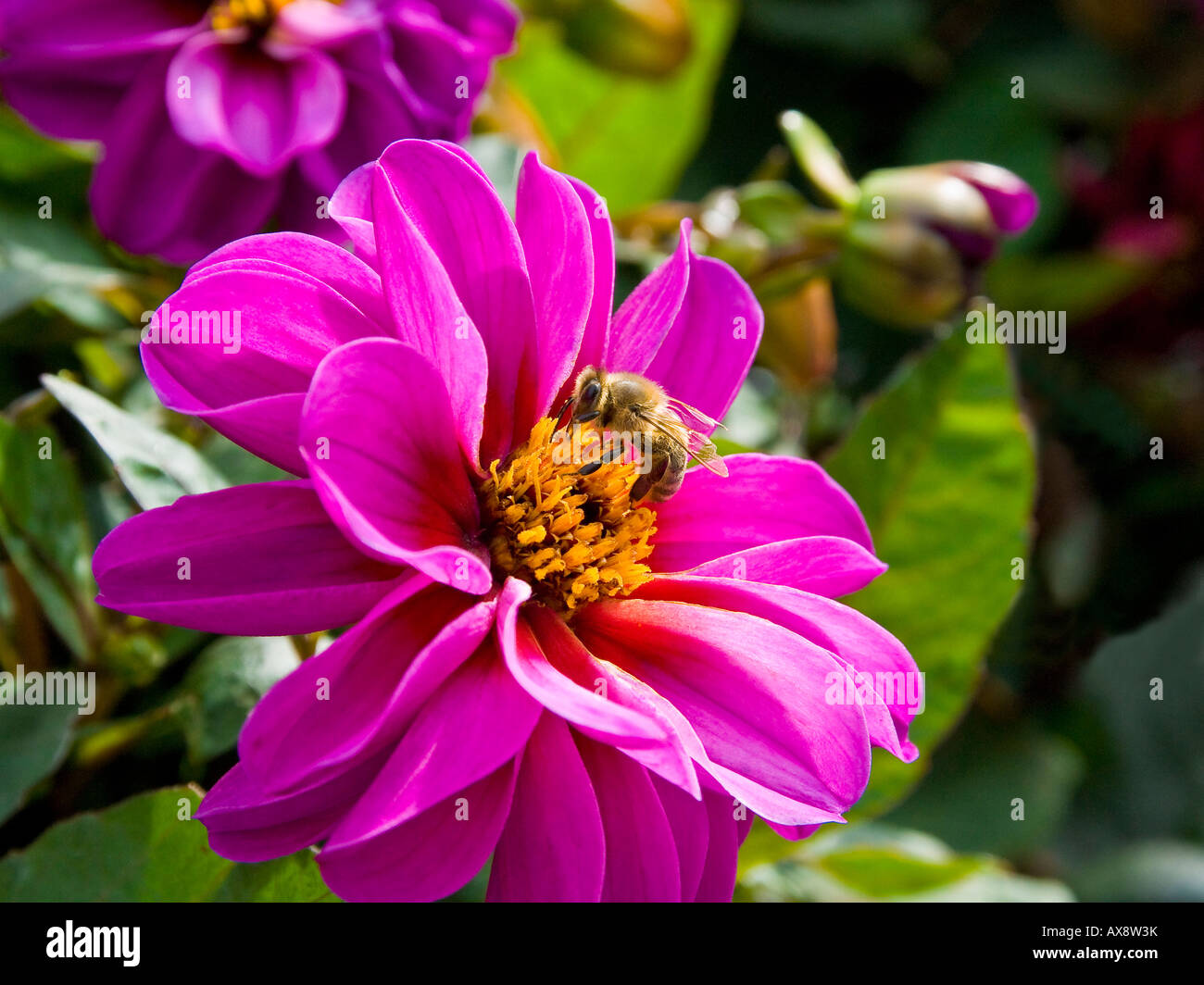 Insects animals nature hi-res stock photography and images - Alamy