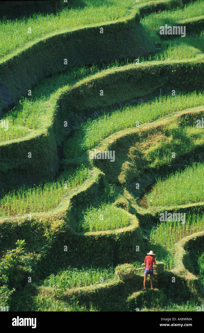 Peasant farmer working on his rice fields, Rice terraces near ...