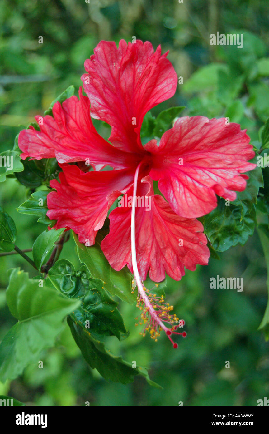 Red hibiscus flower (rosemallow, malvaceae, mallow family Stock Photo ...