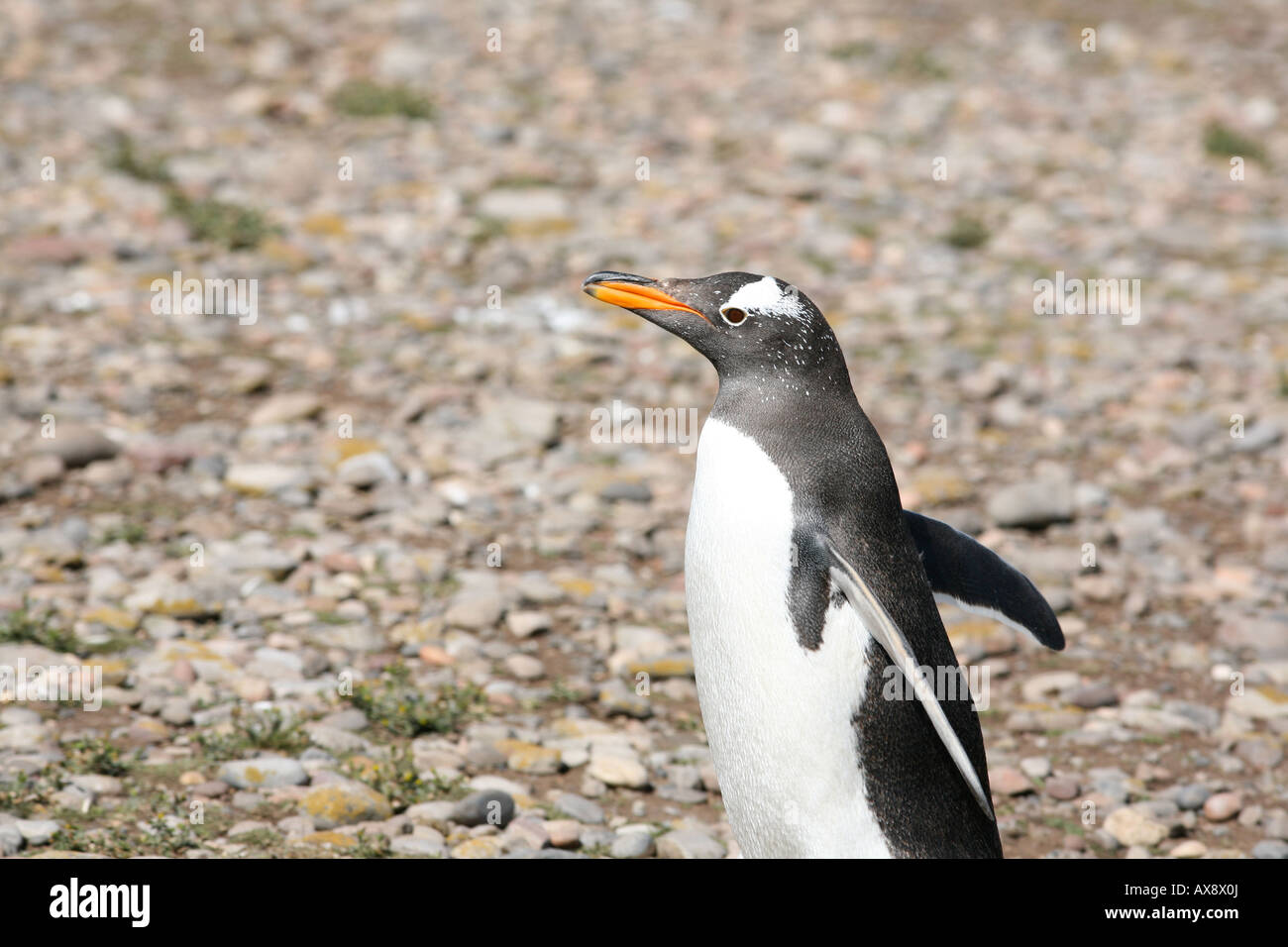 gentoo penguin flapping stubby wings Stock Photo - Alamy