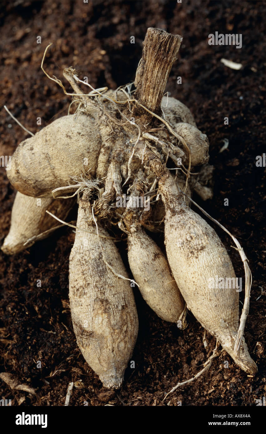 Stem tubers hi-res stock photography and images - Alamy