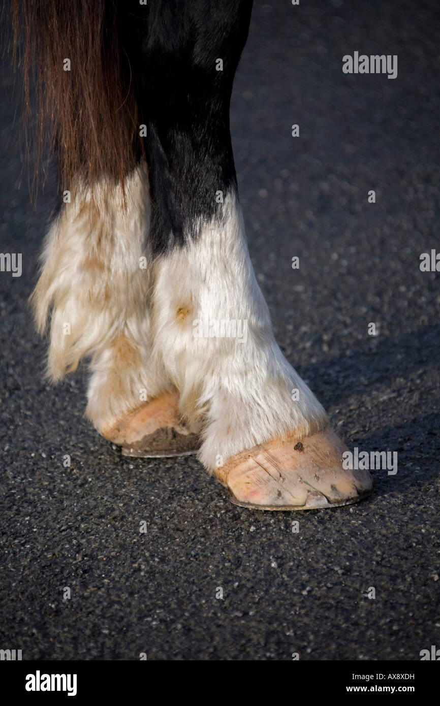Shire horse hoof hooves, white hair, close. Vertical shot Stock Photo ...